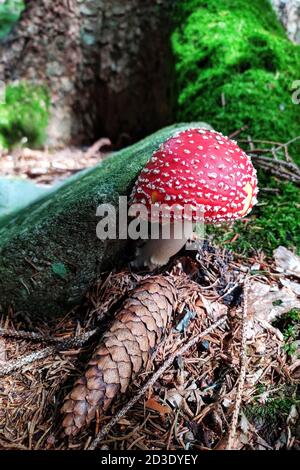 Closeup of fly agaric mushrooms on the forest ground surrounded by ...