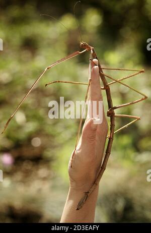 The longest insect in the world, the stick bug, aka: phasmatodea ...
