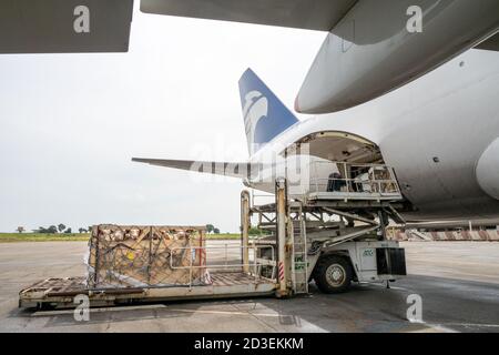 Livestock being offloaded by a high-loader from a Boeing B747 Jumbo Jet ...