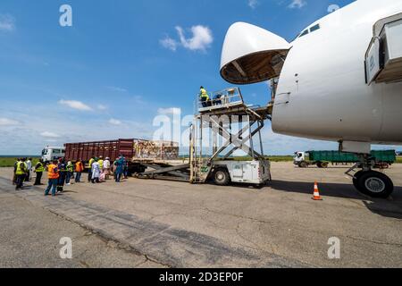 nose cargo loading door of a Boeing 747-200F opening at dawn Stock ...