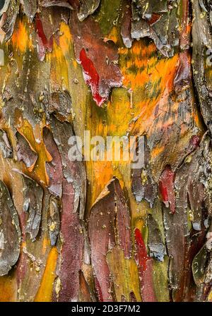 Cypress tree bark detail of colorful trunk after the rain Stock Photo ...