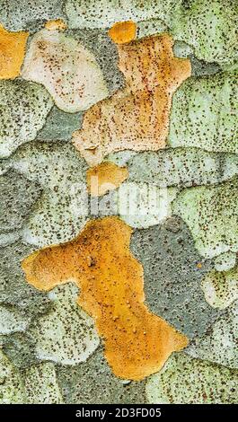 elm family (Ulmaceae Stock Photo - Alamy