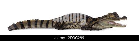 Young, one year old Spectacled Caiman crocodile, standing side ways ...