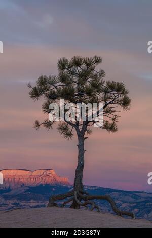 Powell Point and pine tree, Sunrise Point, Bryce Canyon National Park ...