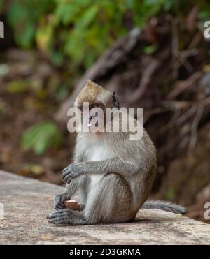 A selective focus shot of a long-tailed tit bird perched on a branch ...
