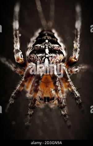 Spider hanging from a silk thread holding its old skin it has just shed ...