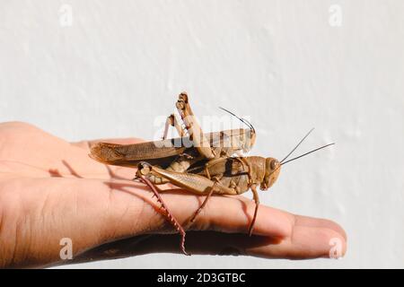 Mating of Grasshoppers - Grasshopper breeds sexually, namely the ...