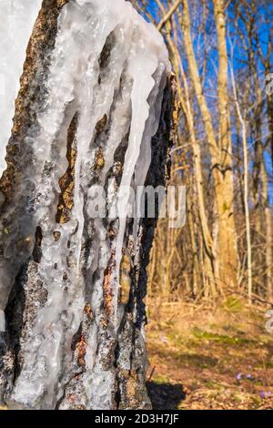 Icicles on a tree stump in the forest Stock Photo - Alamy