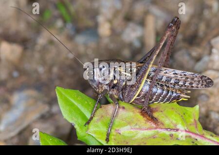 Warzenbeißer, Warzenbeisser, Männchen, Decticus verrucivorus, wart ...