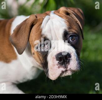 American Bulldog puppy on nature Stock Photo - Alamy