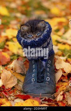 Siberian cat sitting on fallen leaves in the autumn garden Stock Photo ...