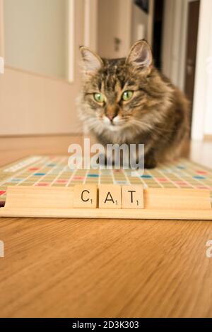 domestic cat looking at a scrabble board with the word CAT spelled out ...