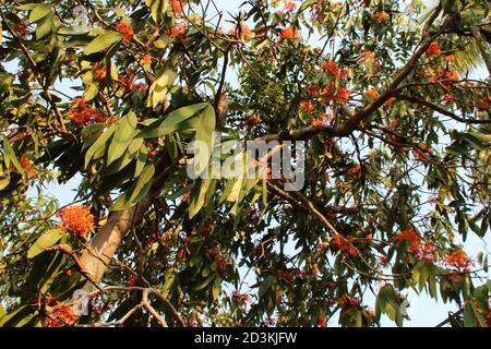 blooming tree in luang prabang in laos Stock Photo - Alamy