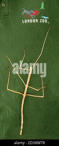The longest insect in the world, the stick bug, aka: phasmatodea ...