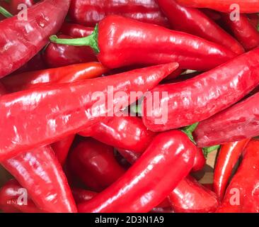bunch of green chilies on plant, chili pepper fruit on plant in organic ...