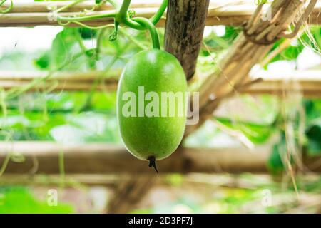 Chal Kumro Chash or Winter Melon - Ash Gourd Plant Stock Photo - Alamy
