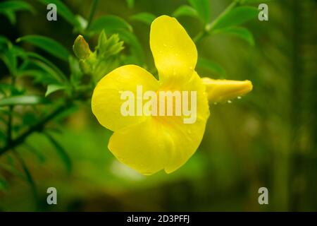 prefer humus-rich this is a genus of more than 1,000 species of ...