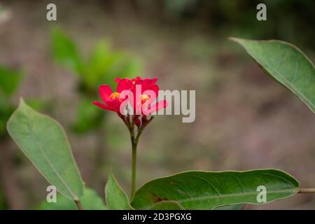 Geissorhiza Species red flower with yellow papri Stock Photo - Alamy