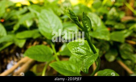 Basella alba is an edible perennial vine in the family Basellaceae. It ...