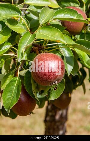A Black Worcester, 'Black Pear' (Pryus communis) tree in the Tudor ...