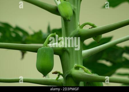 Green Papaya that the fruit of the angels-closeup Stock Photo - Alamy