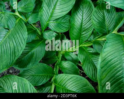 Closeup photo of Taro, root vegetable, isolated on a white background ...
