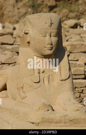 Stone sphinx with a human face on the Avenue of the Sphinxes at Luxor ...