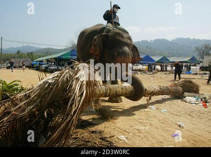 Tsunami Disaster in Thailand January 2005 Mass Graves at Bang Maung ...