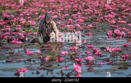 Picking Lotus Flower Stock Photo - Alamy