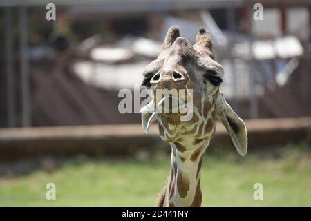 Giraffes stroll their enclosure at the Wildlife World Zoo in Arizona ...