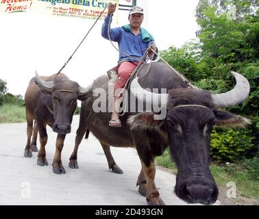 Water buffalo, known locally as Carabao, bring the cane on carts ready ...