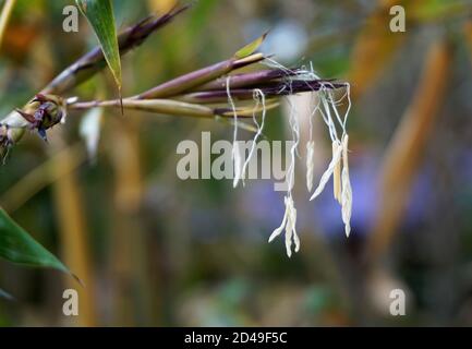 Close up of a rare bamboo flower Stock Photo - Alamy