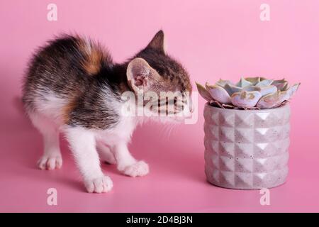 Close-up of cat sniffing and biting green houseplant Stock Photo - Alamy