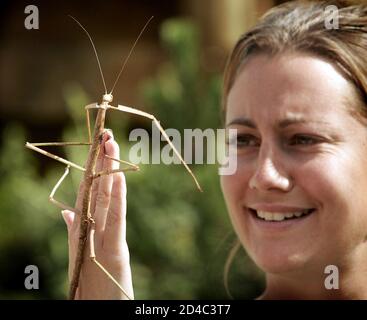 The longest insect in the world, the stick bug, aka: phasmatodea ...