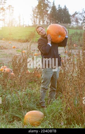 green pumpkin vegetable growing on a pumpkin plant Stock Photo - Alamy