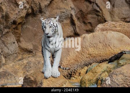 tiger in zoo, digital photo picture as a background Stock Photo - Alamy