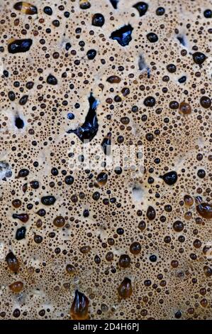 Weeping Oak Bracket Fungus; Inonotus dryadeus; UK Stock Photo - Alamy