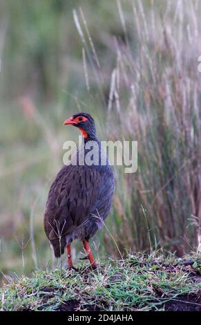 red-necked francolin in the grass Stock Photo - Alamy