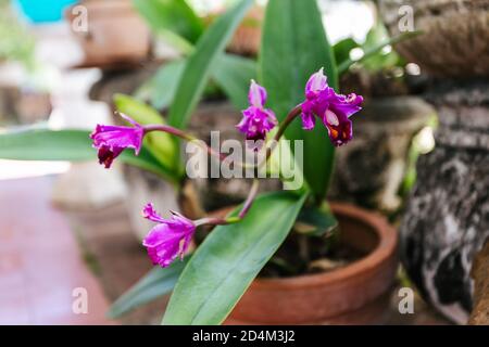 Asuncion, Paraguay. 15th April, 2020. Red in pink, purple Cattleya ...