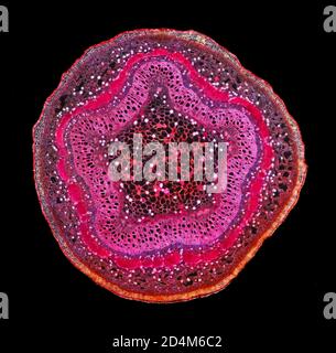 Poplar tree, Populus sp., twig stem TS, stained section. brightfield ...