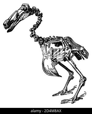 Dodo 19th century illustration Atlas de Zoologie Stock Photo - Alamy
