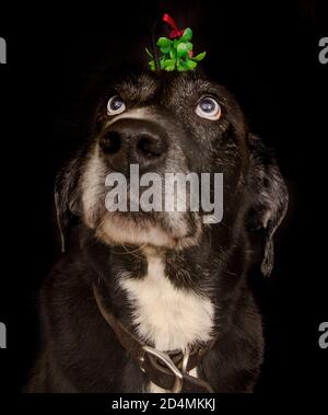 Bailey the Dog. Photo by Liz Roll Stock Photo - Alamy