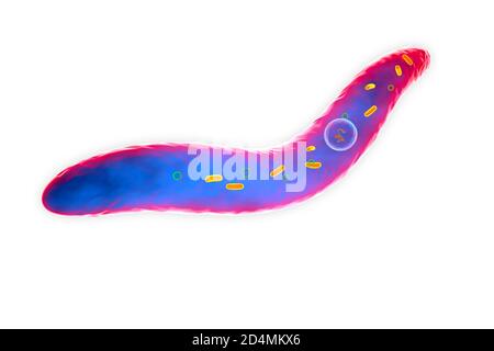 Fusobacterium, illustration. Fusobacterium are Gram-negative anaerobic ...