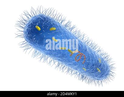 Pseudomonas aeruginosa bacteria gram-negative rod-shaped bacteria are ...