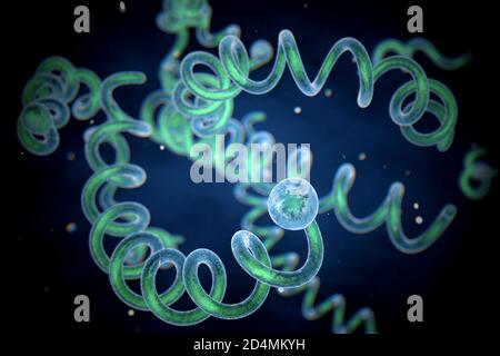 Illustration of Treponema pallidum bacteria, which causees syphilis ...