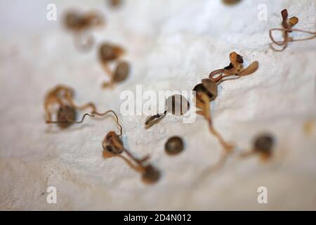 Cannabis dead seeds retro high quality modern prints fifty megapixel ...