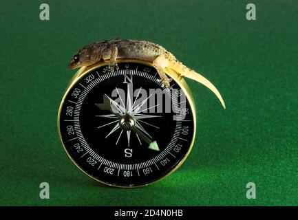 Gecko Lizard and Compass Stock Photo - Alamy