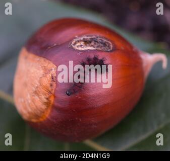 worm eating a hole in a sweet chestnut Stock Photo - Alamy