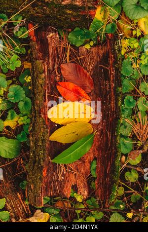 Autumn concept of leaves life cycle: different stages of aging ...