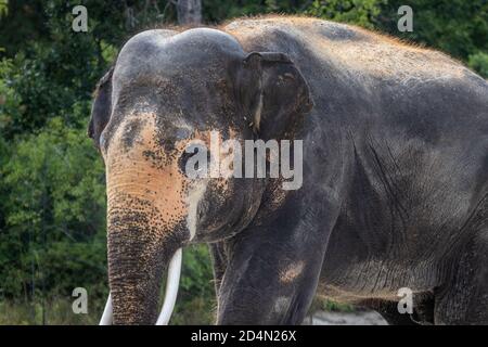 Depigmented skin on the forehead and ears of Asian elephant / Asiatic ...